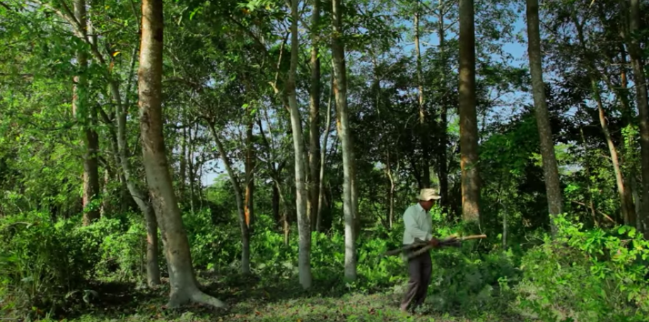 FOREST MAN – ThingFinder